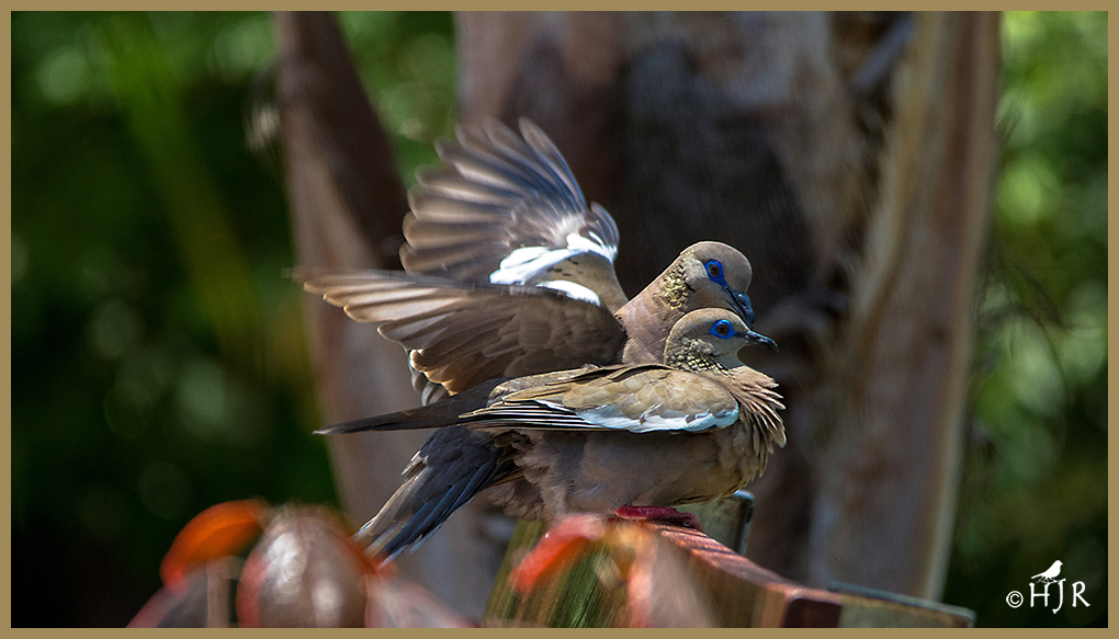 Photo Capture # 70 – West Peruvian Doves | H.J. Ruiz - Avian101