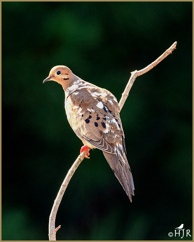 Photography of Birds – Set # 273 | H.J. Ruiz - Avian101