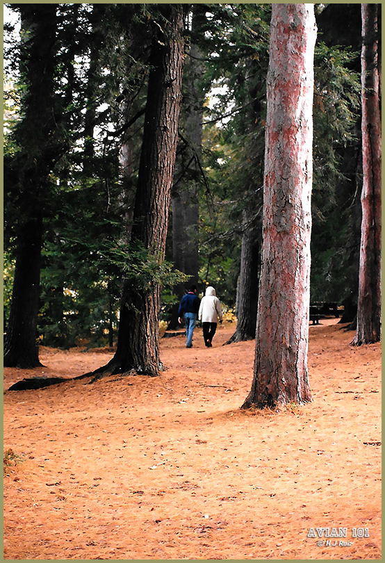 Special Places # 125 | H.J. Ruiz - Avian101