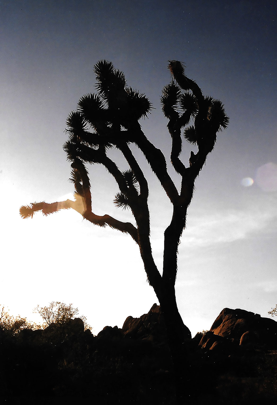 Special Places # 125 | H.J. Ruiz - Avian101